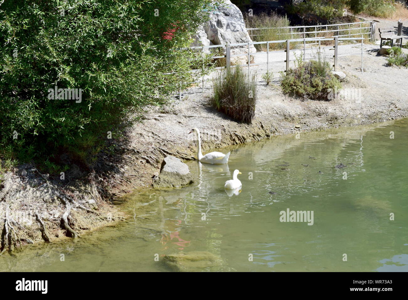 swan, white, animal, trees, plants, landscape, lake, water Stock Photo ...