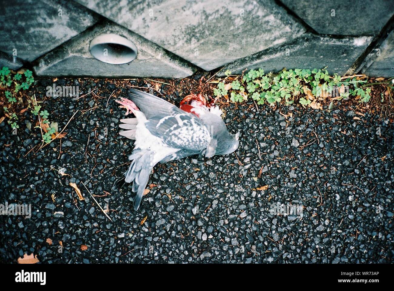 Dead high street hi-res stock photography and images - Alamy