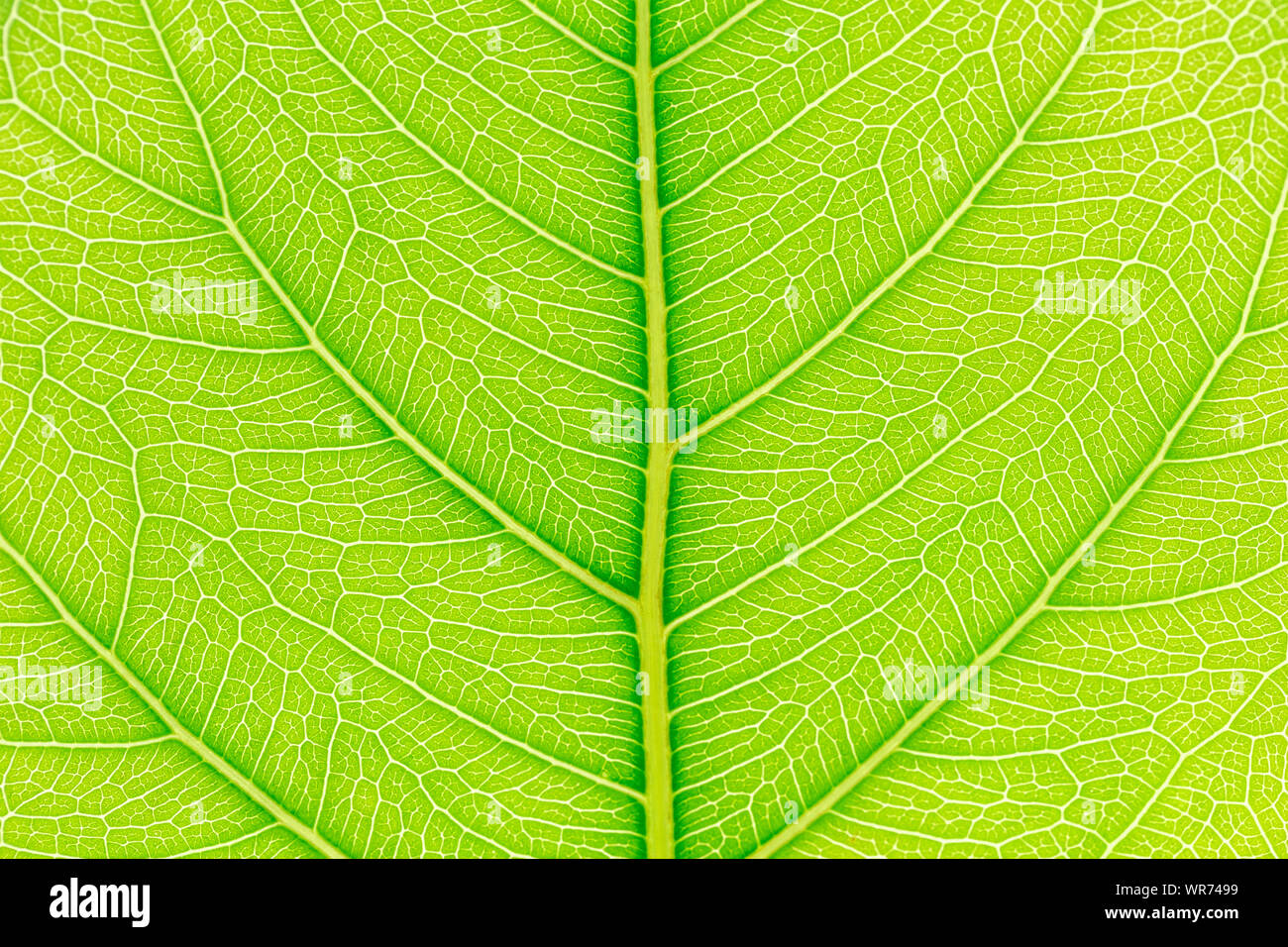 Natural green leaf pattern texture background with light behind for ...