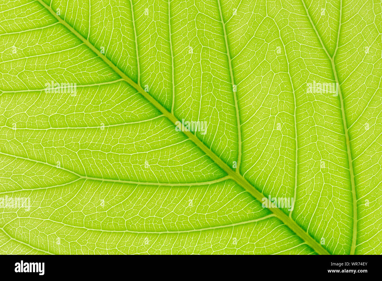 Natural green leaf pattern texture background with light behind for ...