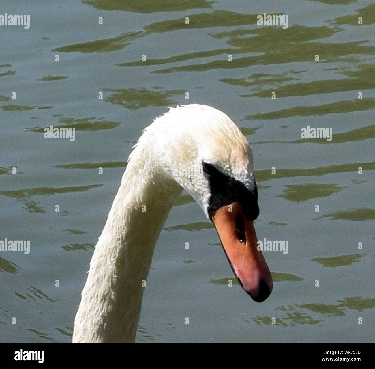 swan, white, animal, trees, plants, landscape, lake, water Stock Photo ...