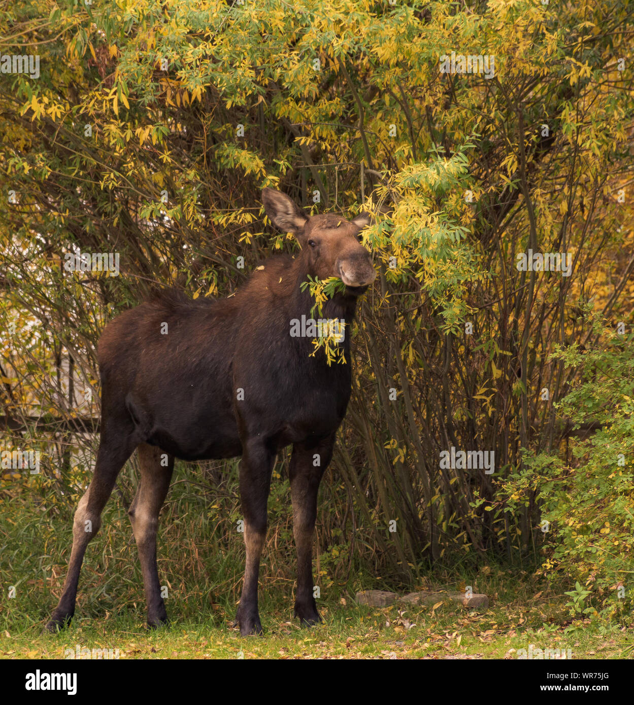 Moose eating hi-res stock photography and images - Alamy