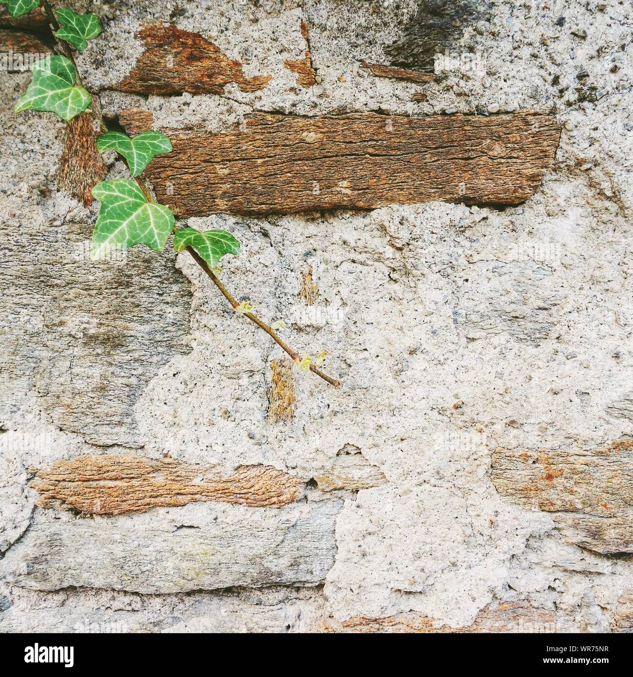 Plant growth on stone wall hi-res stock photography and images - Alamy