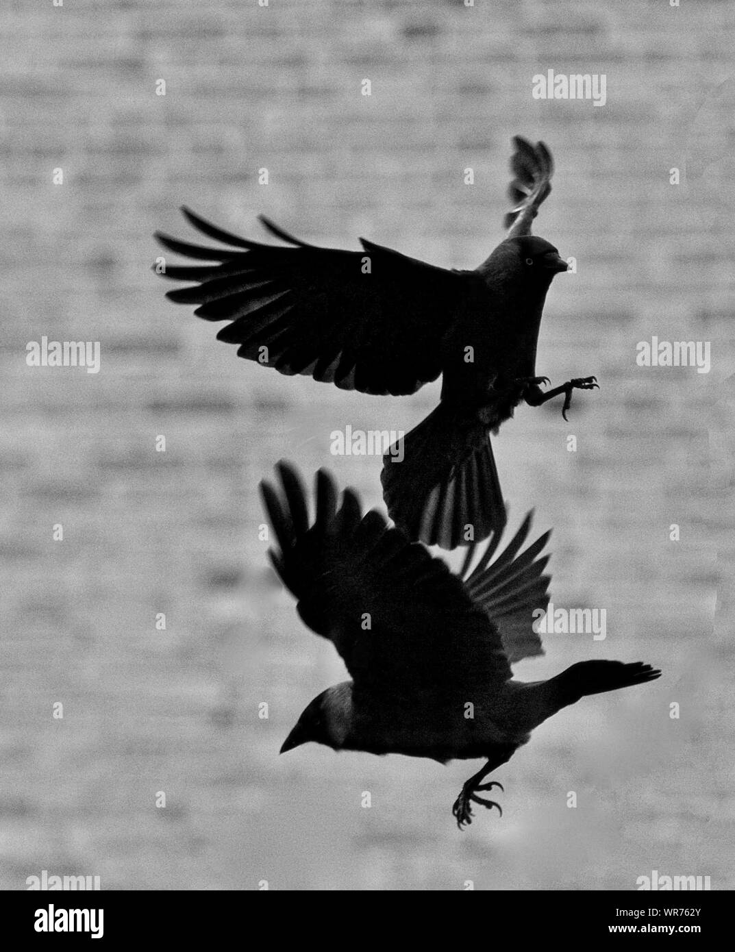 Flying crow Black and White Stock Photos & Images - Alamy