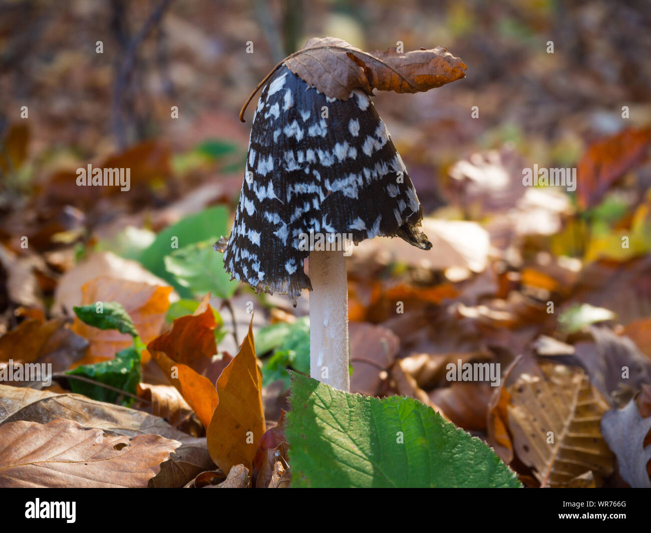 Magpie inkcap coprinopsis picacea hi-res stock photography and images ...