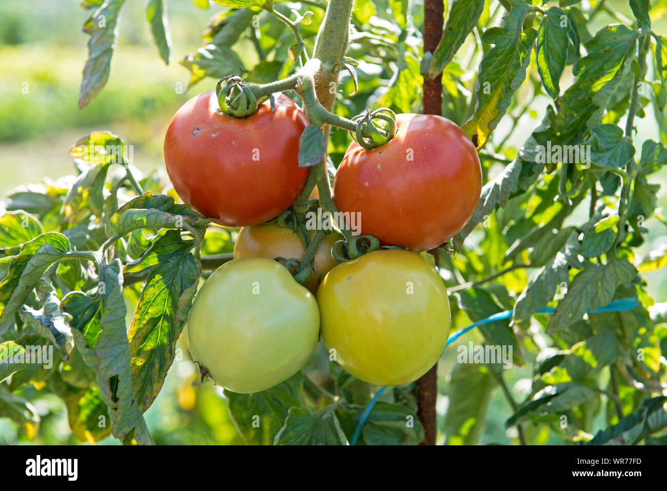 Tomatoes in the garden (Solanium lycopersicum), France Stock Photo - Alamy