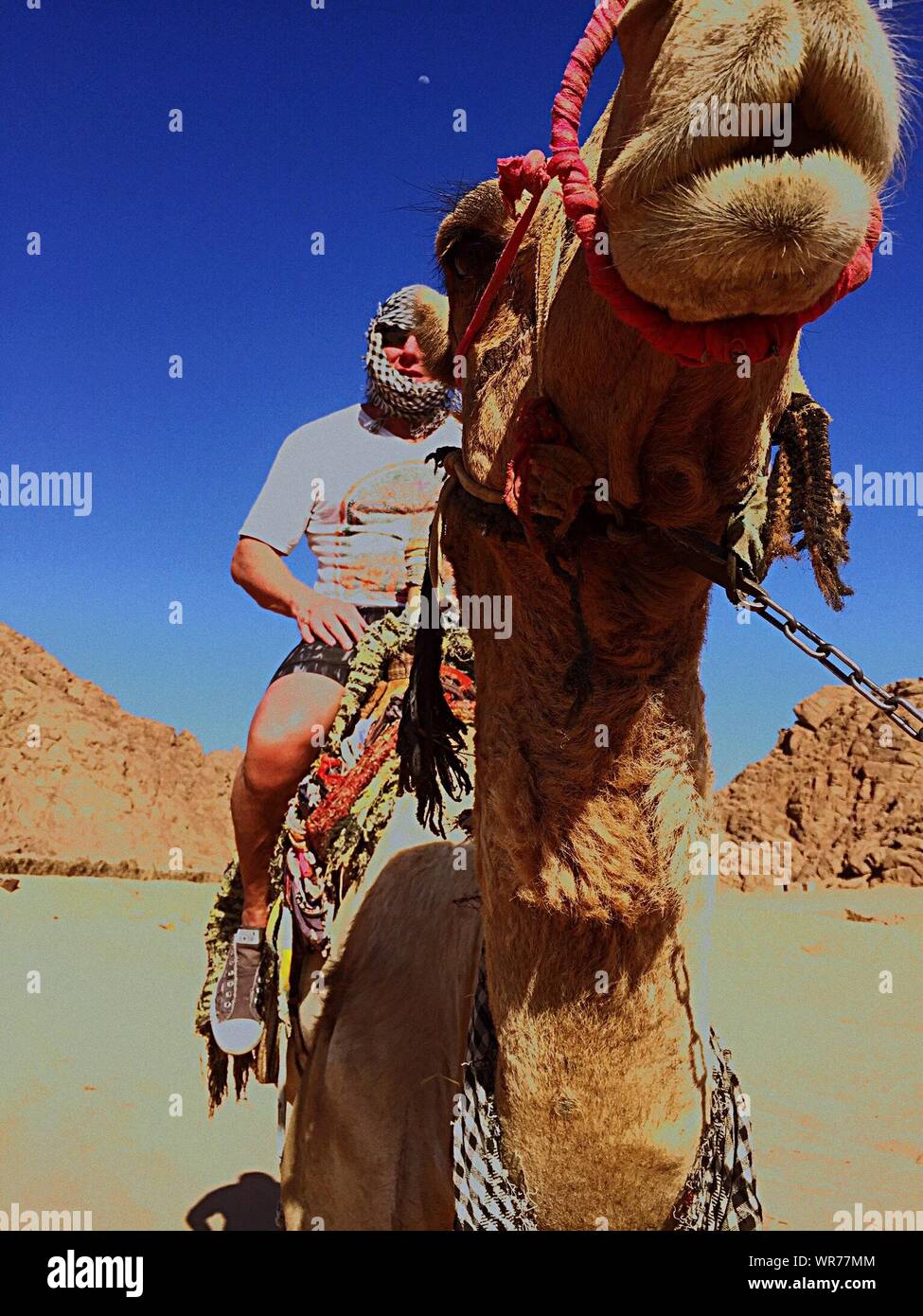 Man sitting on camel hi-res stock photography and images - Alamy