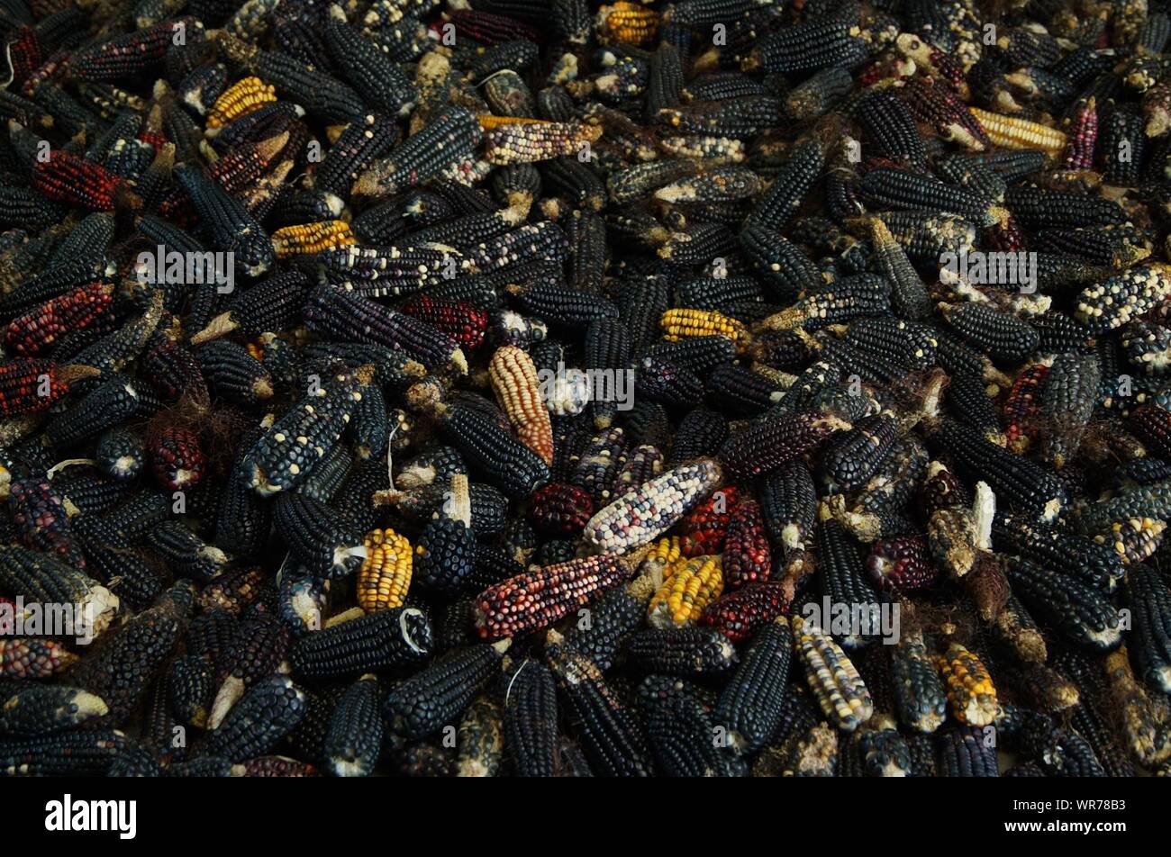 American indian corn hi-res stock photography and images - Alamy