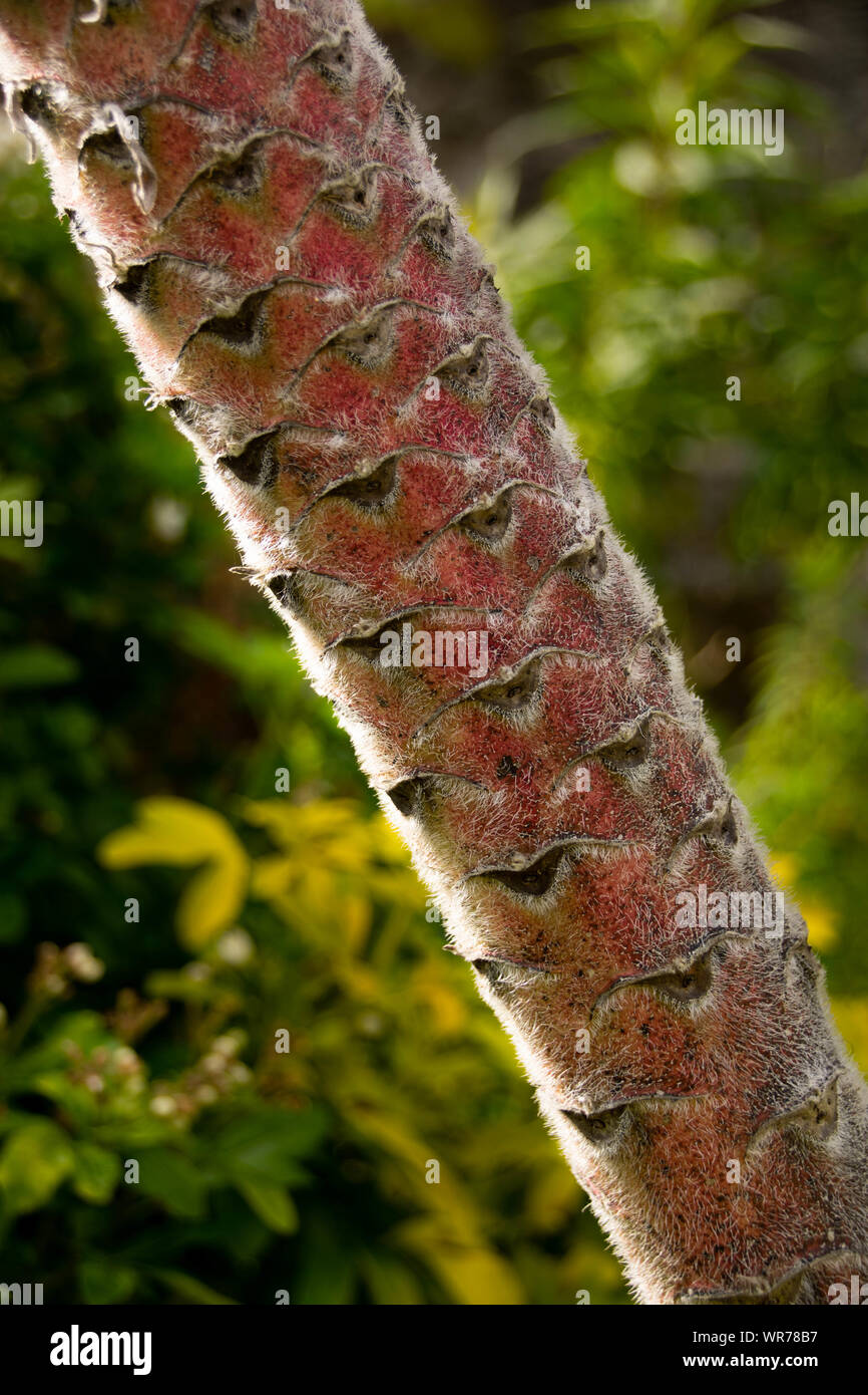 Sapling and mature tree hi-res stock photography and images - Alamy
