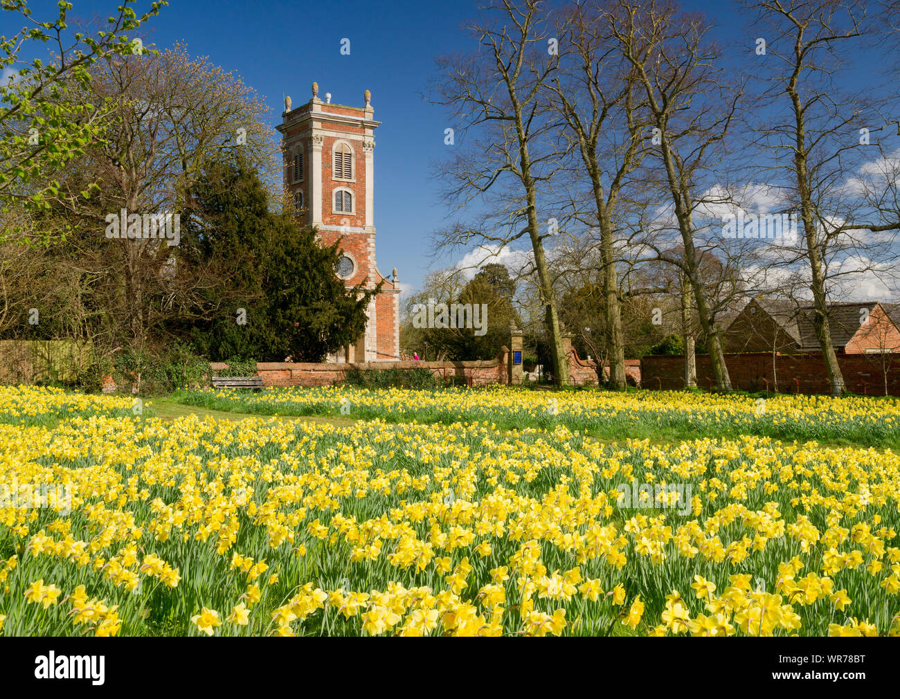 Daffodils at St Mary's Church, Willen, Built by Robert Hooke, 1685 ...