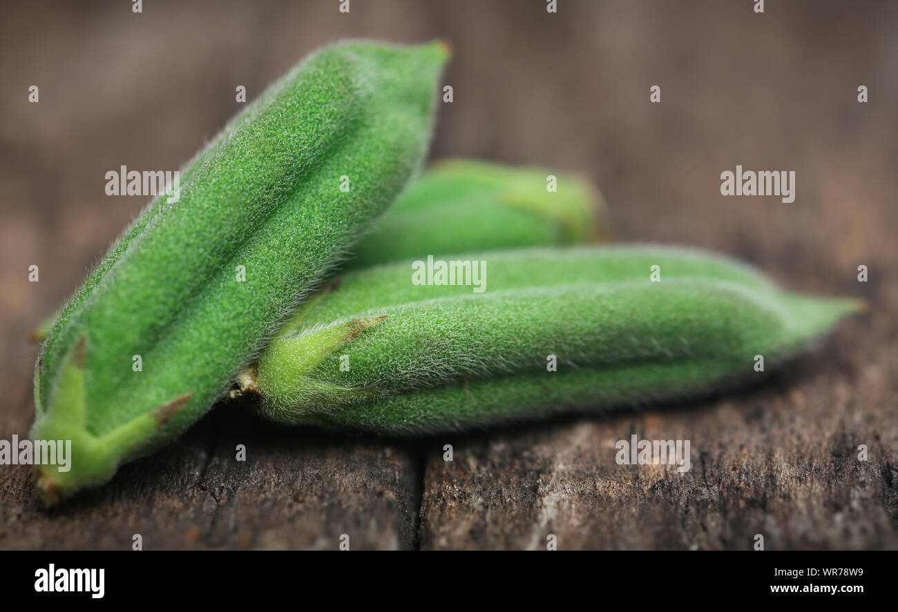 Sesame seed pods and plant hi-res stock photography and images - Alamy