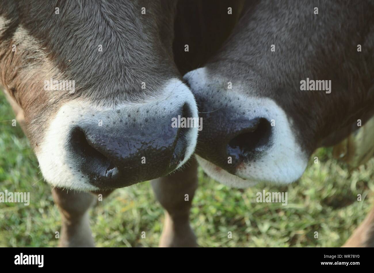 Animals mating hi-res stock photography and images - Alamy