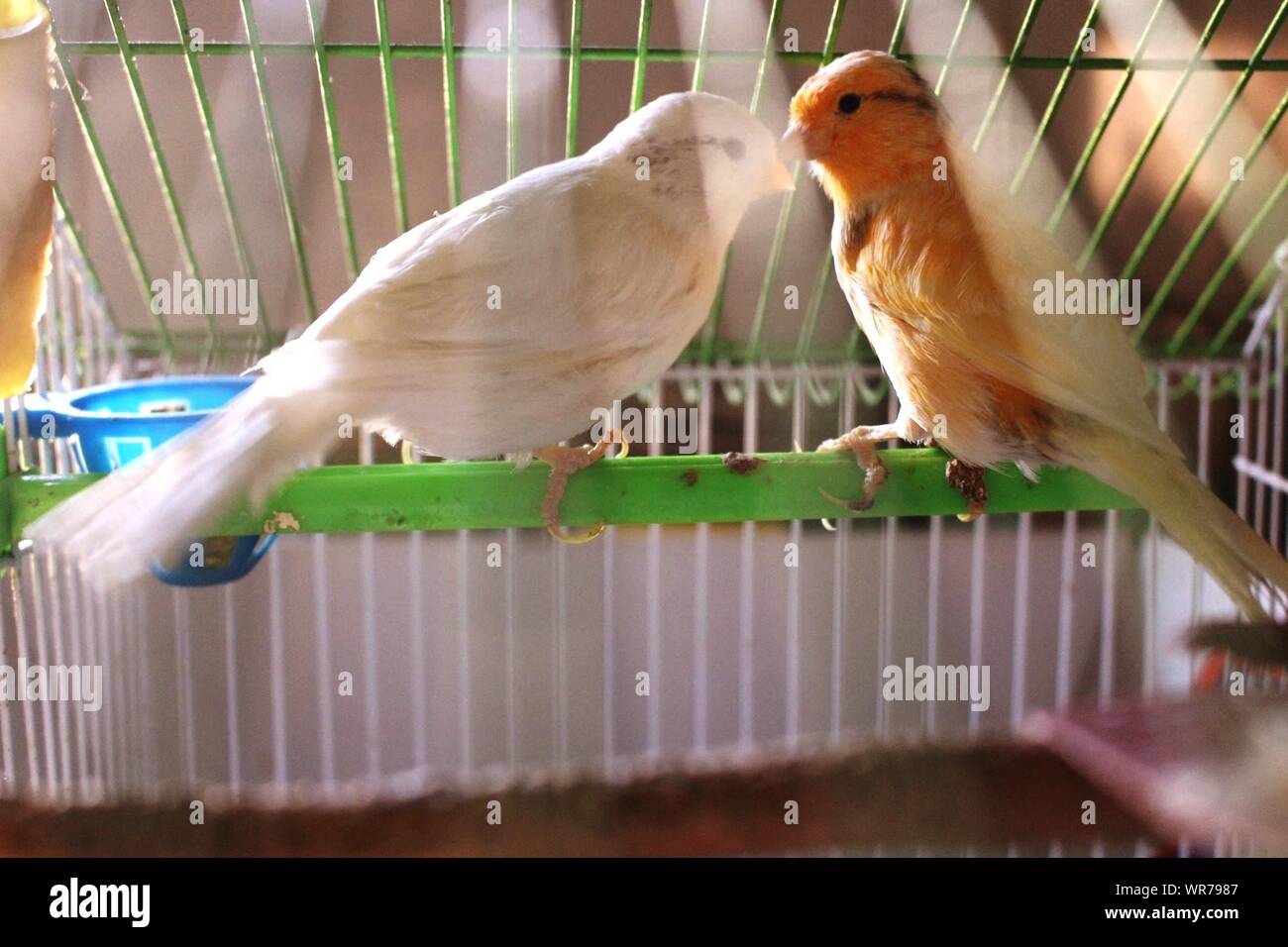 Love birds cage hi-res stock photography and images - Alamy