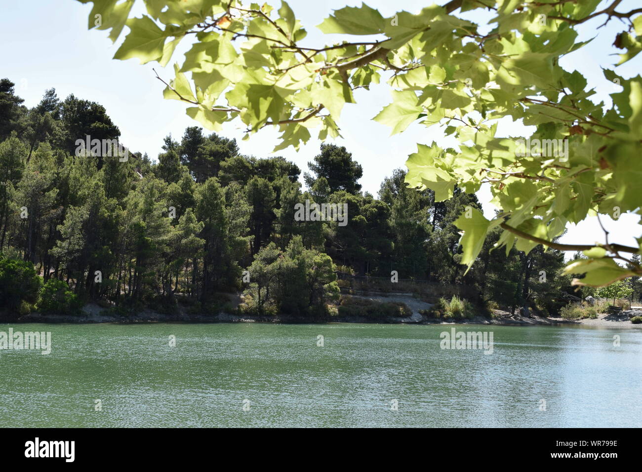 trees, plants, forest, landscape, wood, bridge, lake Stock Photo - Alamy