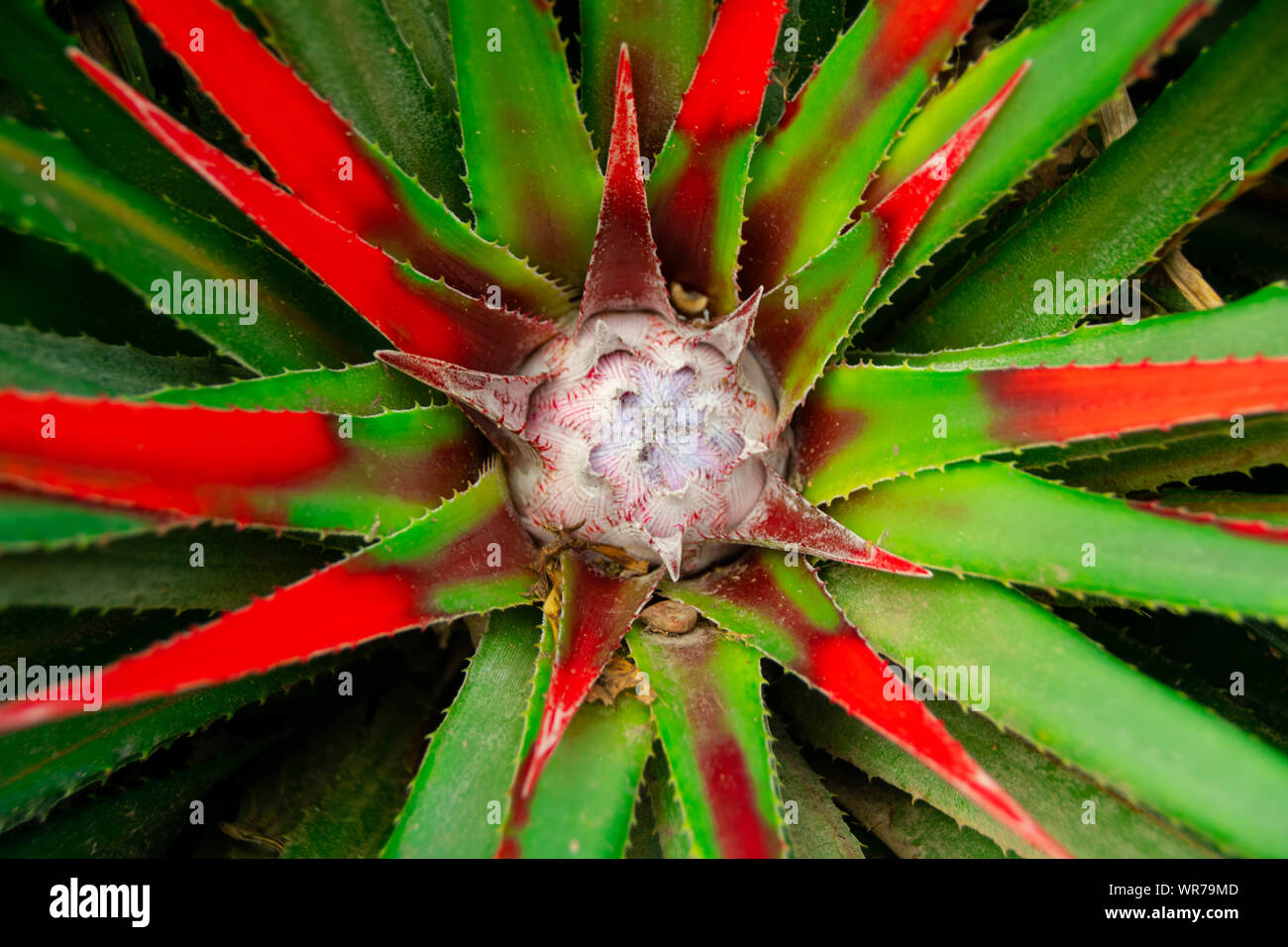 A bold and colourful red and green spiky plant creating a beautiful and ...