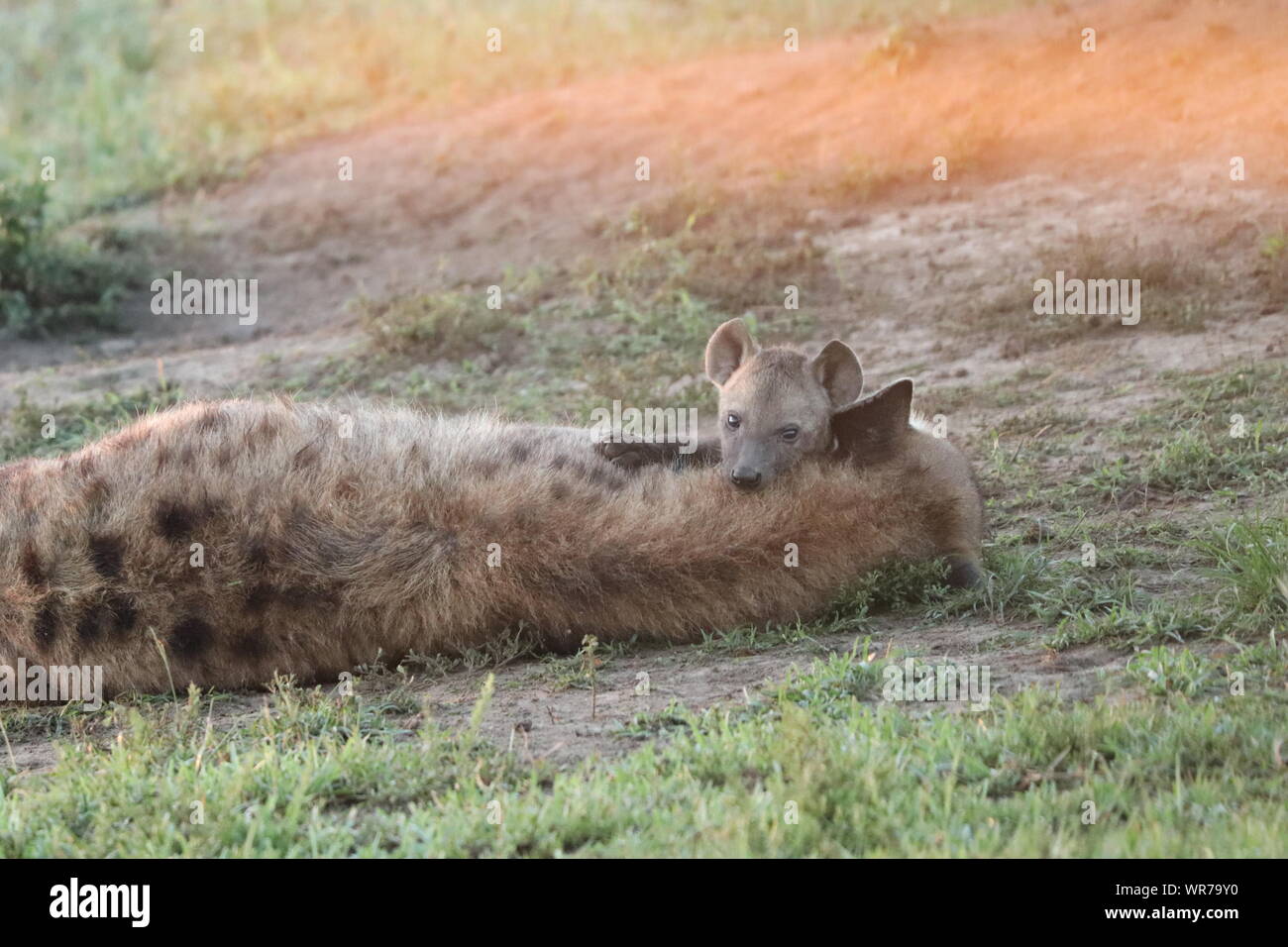 Spotted hyena cub (crocuta crocuta) resting on its mom's neck, Masai ...