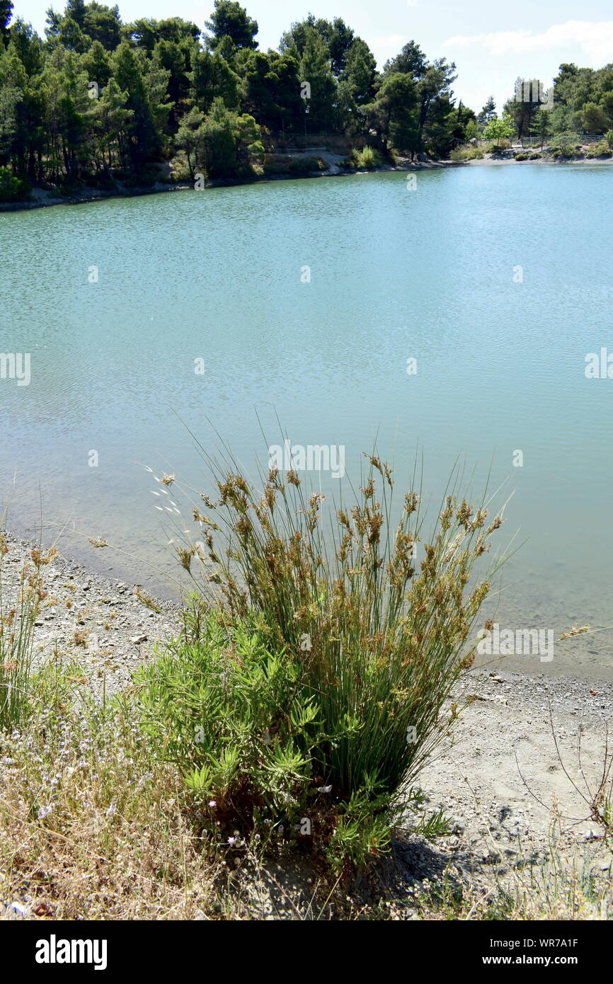 trees, plants, forest, landscape, wood, bridge, lake Stock Photo - Alamy
