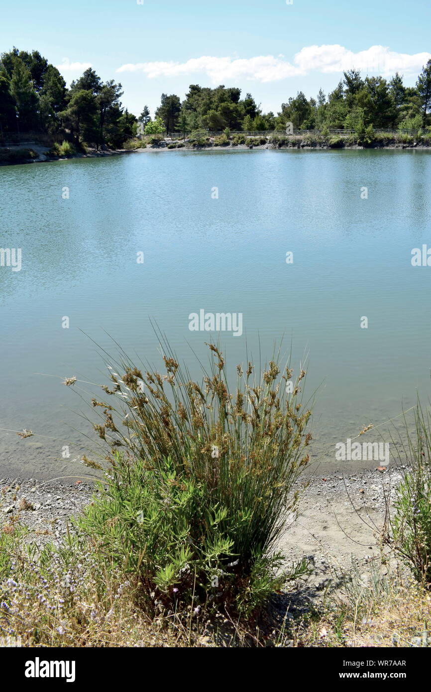trees, plants, forest, landscape, wood, bridge, lake Stock Photo - Alamy