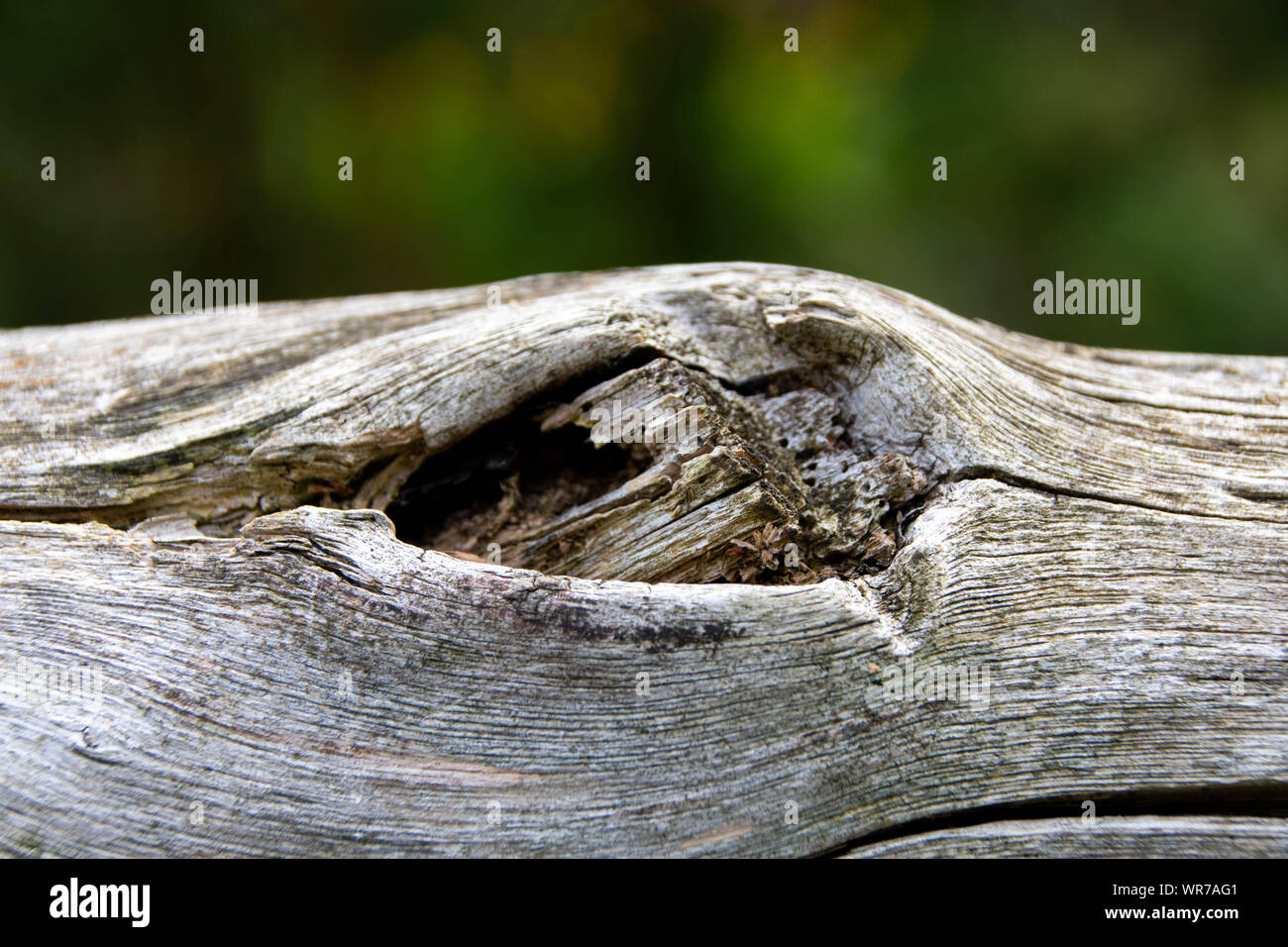 A close up of a knot in a tree branch Stock Photo - Alamy