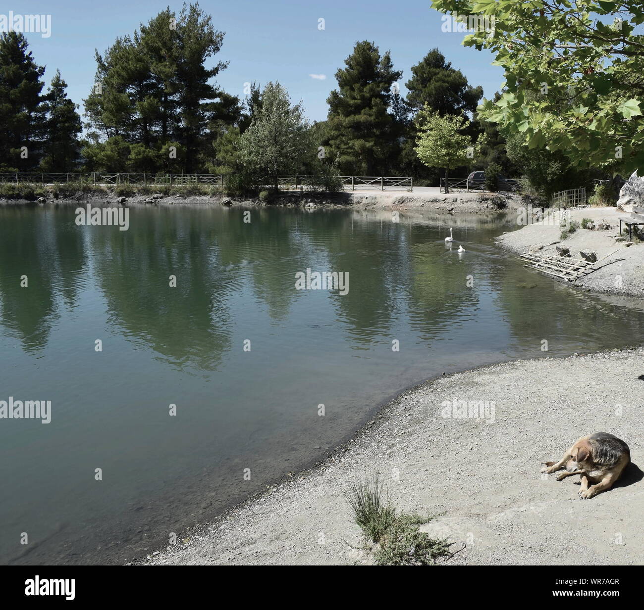 trees, plants, forest, landscape, wood, bridge, lake Stock Photo - Alamy