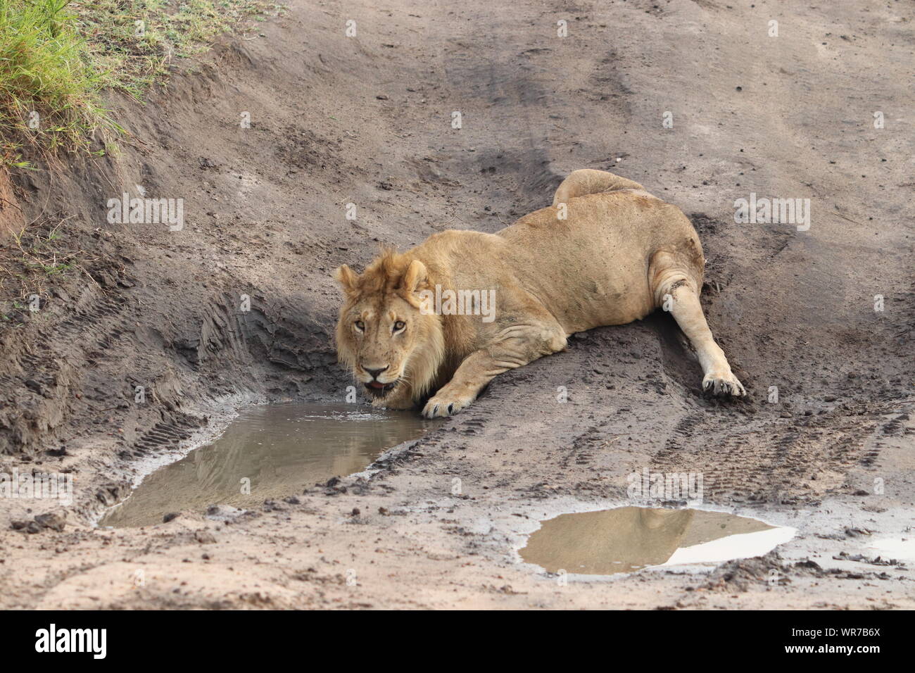 Injured lion hi-res stock photography and images - Alamy
