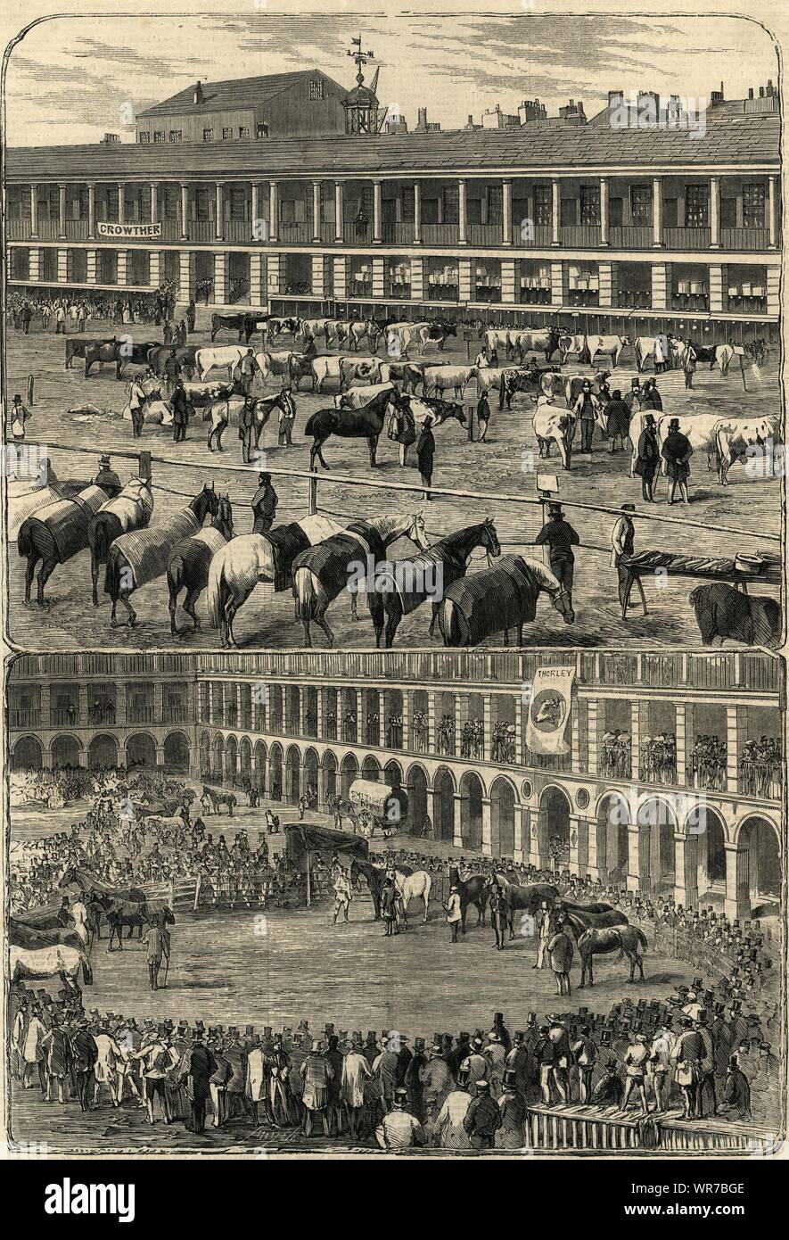 Cattle show at Halifax. Yorkshire. Cows 1859 antique ILN full page ...