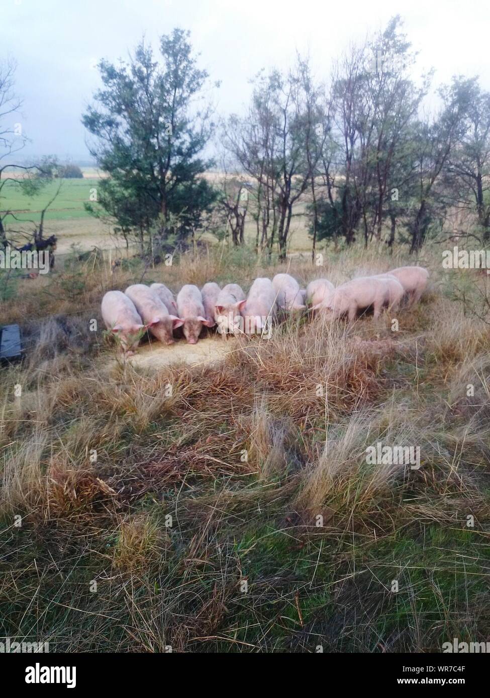 Row of pigs hi-res stock photography and images - Alamy