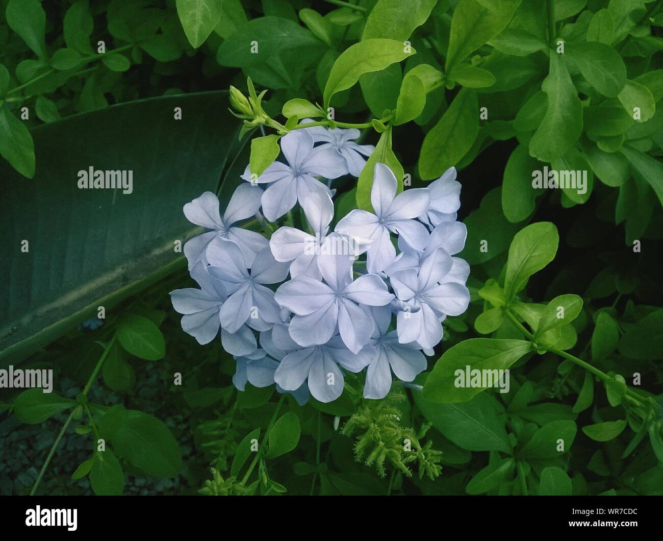 White phlox flowers hi-res stock photography and images - Alamy