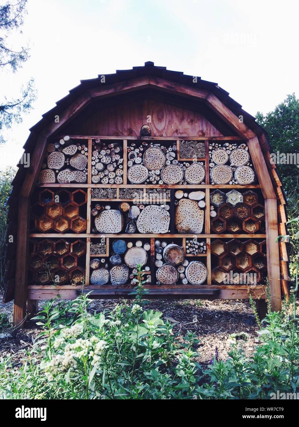 Large bug hi-res stock photography and images - Alamy