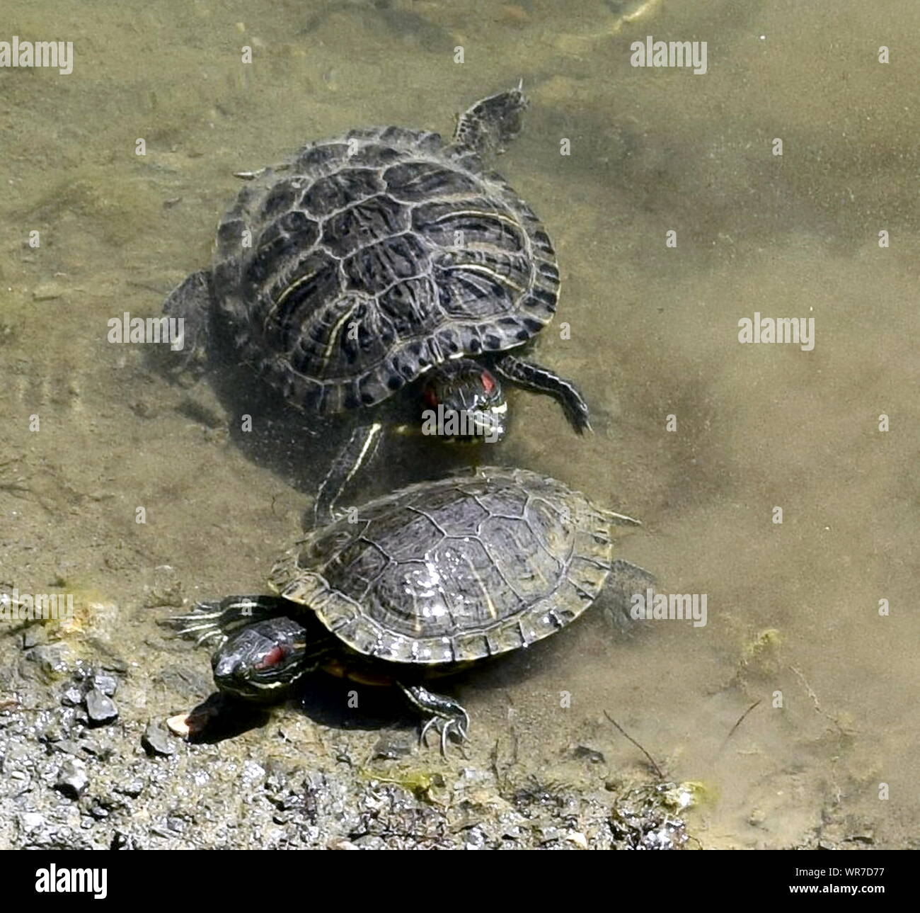 animal, trees, plants, landscape, turtle, lake, water Stock Photo - Alamy