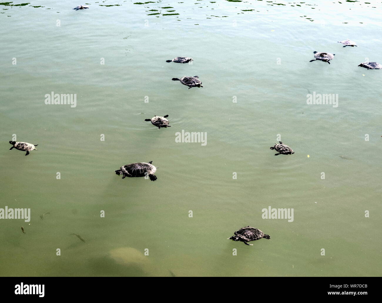 animal, trees, plants, landscape, turtle, lake, water Stock Photo - Alamy