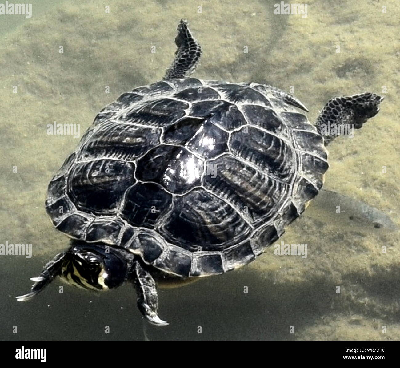 animal, trees, plants, landscape, turtle, lake, water Stock Photo - Alamy