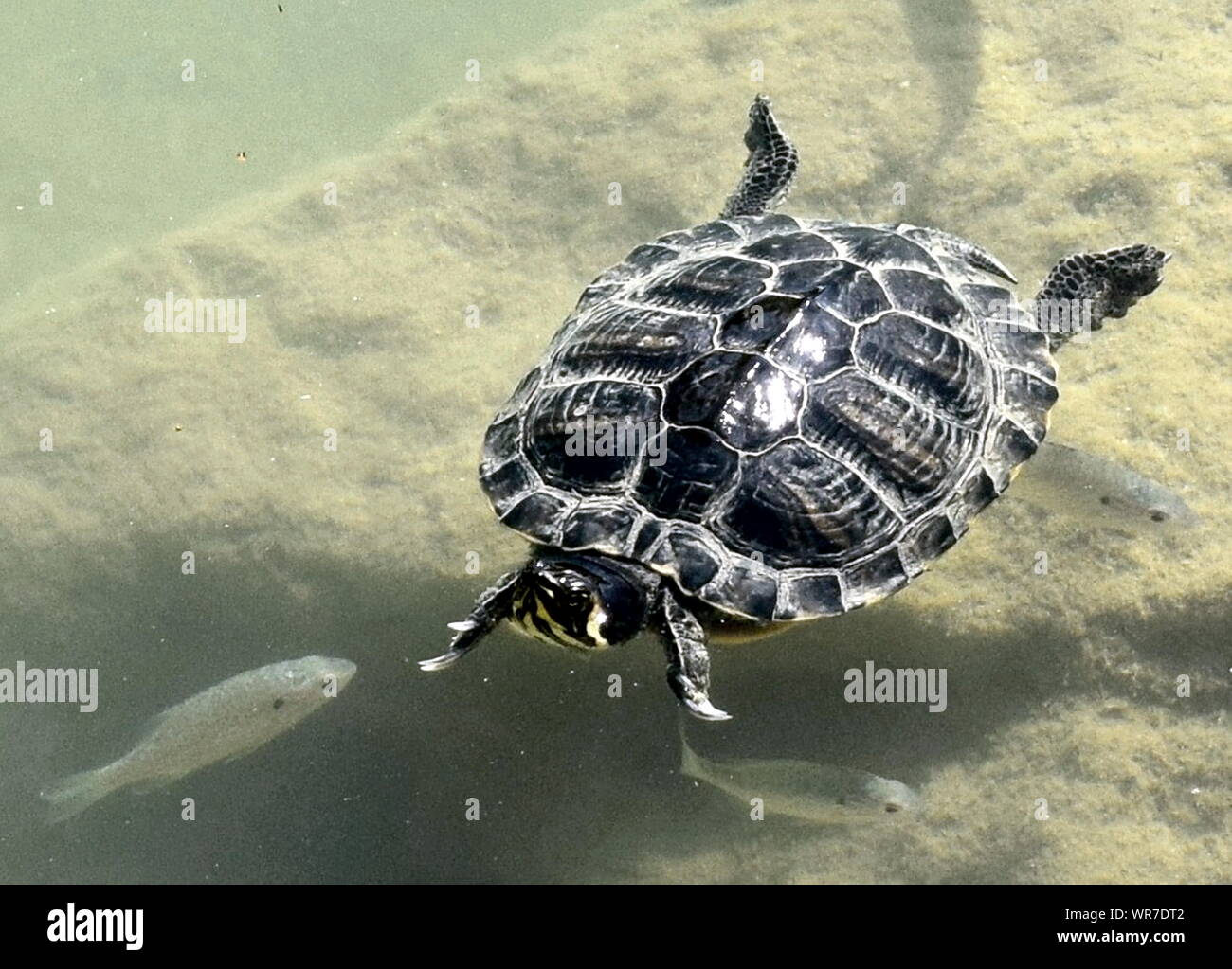 animal, trees, plants, landscape, turtle, lake, water Stock Photo - Alamy