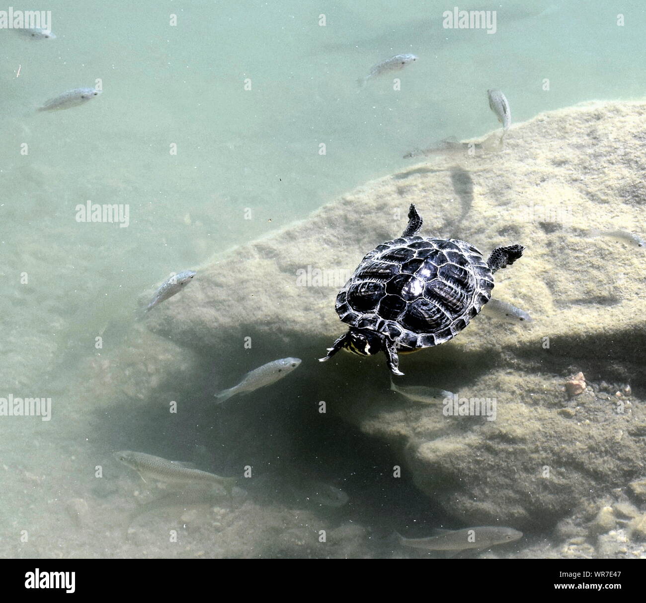 animal, trees, plants, landscape, turtle, lake, water Stock Photo - Alamy