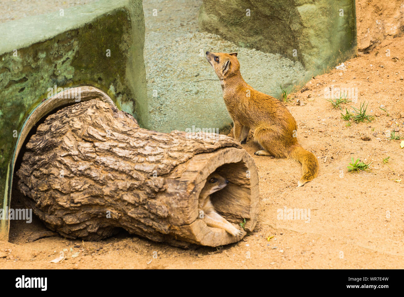 Funny small yellow mongoose stands on sandy clay soil. Concept of ...