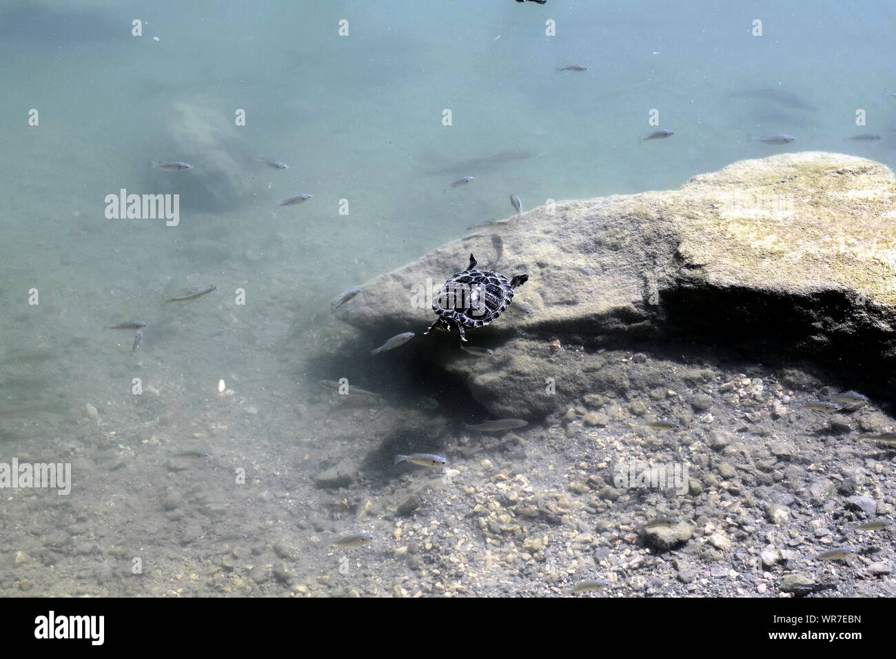 animal, trees, plants, landscape, turtle, lake, water Stock Photo - Alamy
