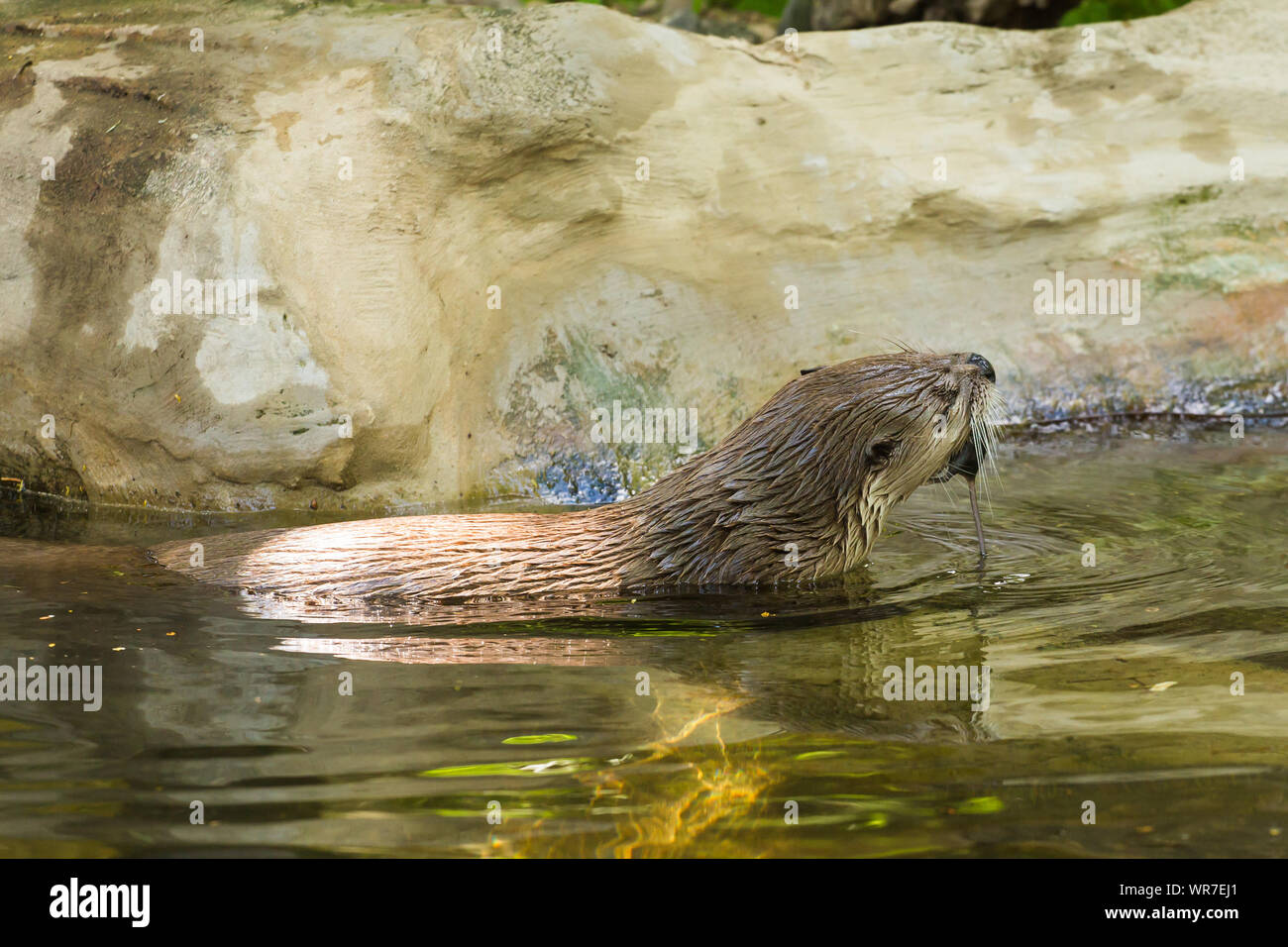Side view of a wet nimble otter is floating on a river with a ...