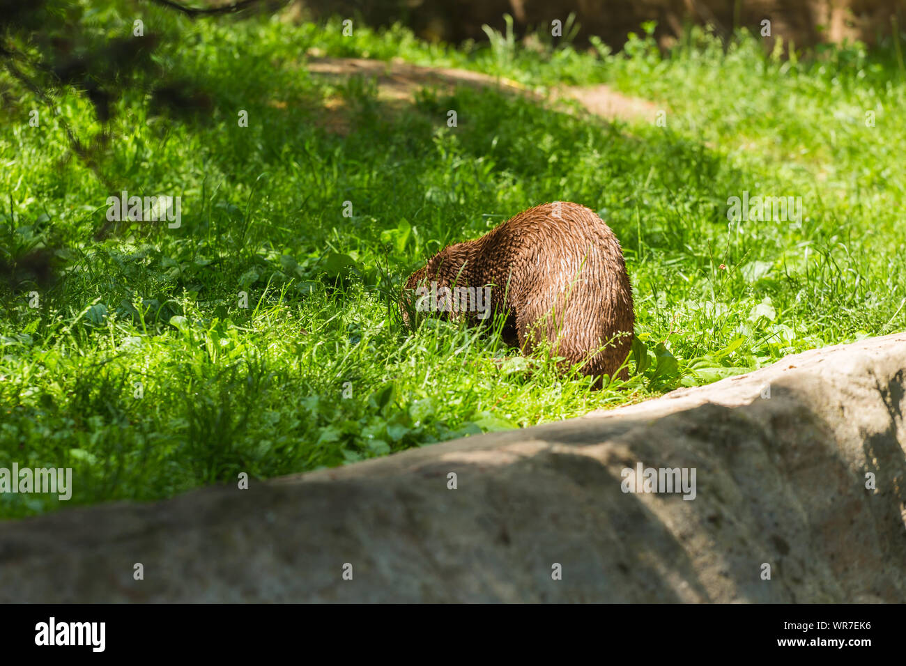 Nimble wet otter caught the mouse and carries it in the mouth down the ...