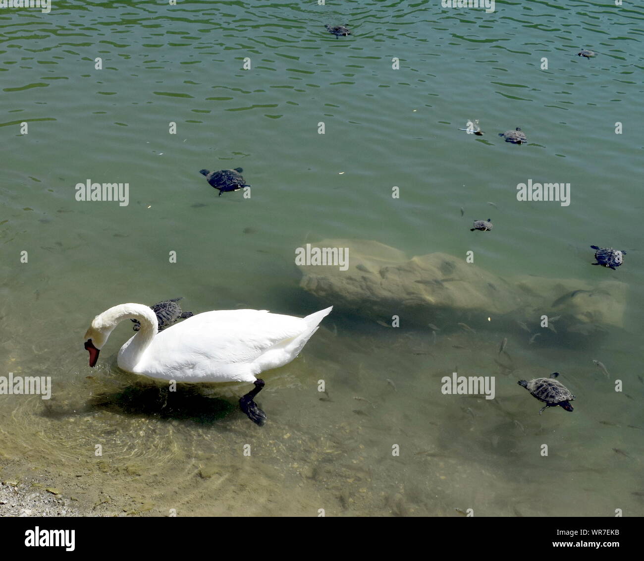 animal, trees, plants, landscape, turtle, lake, water Stock Photo - Alamy
