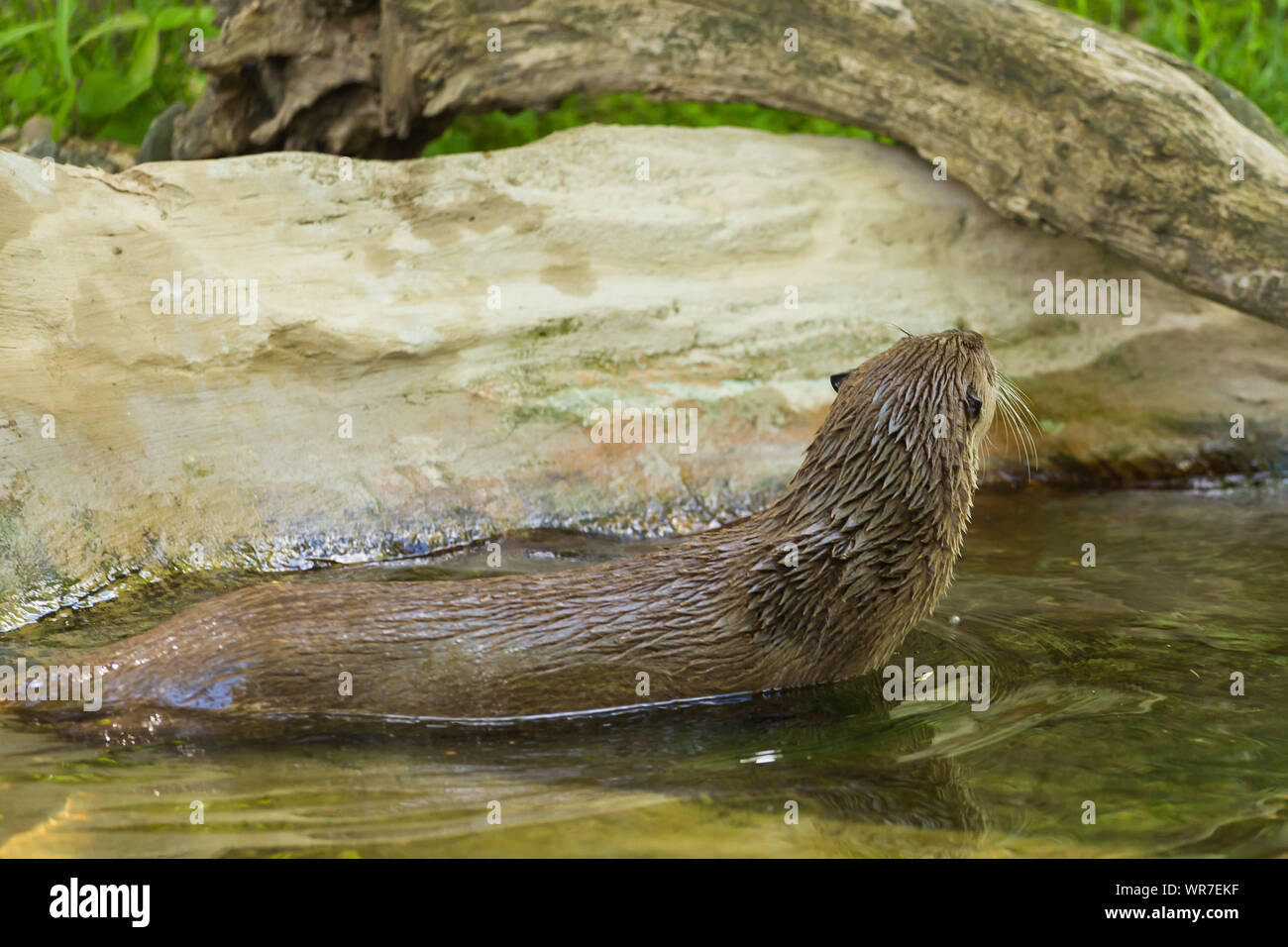 Close up wet mouse sitting hi-res stock photography and images - Alamy