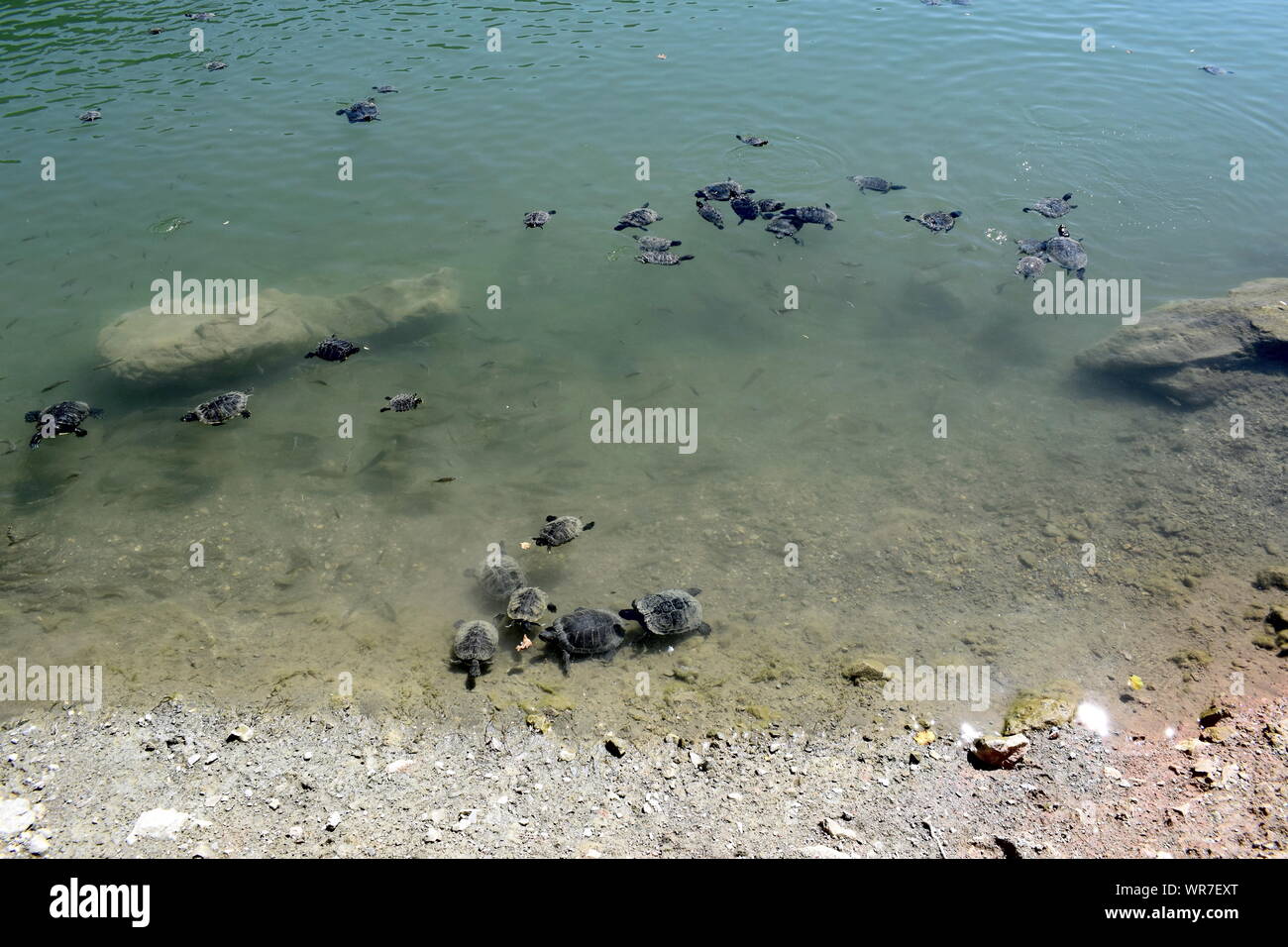 animal, trees, plants, landscape, turtle, lake, water Stock Photo - Alamy