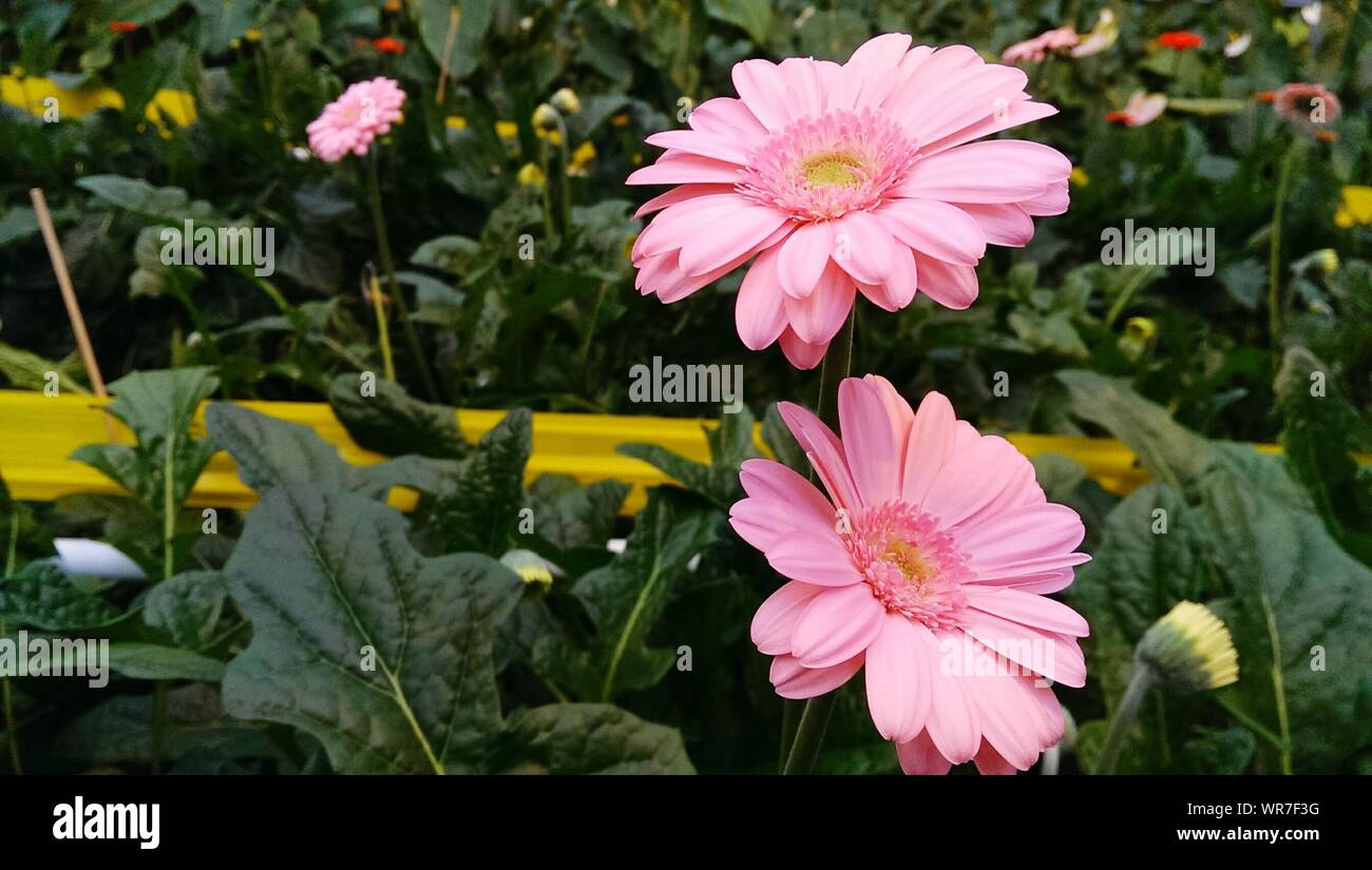 Pink sunflower hi-res stock photography and images - Alamy