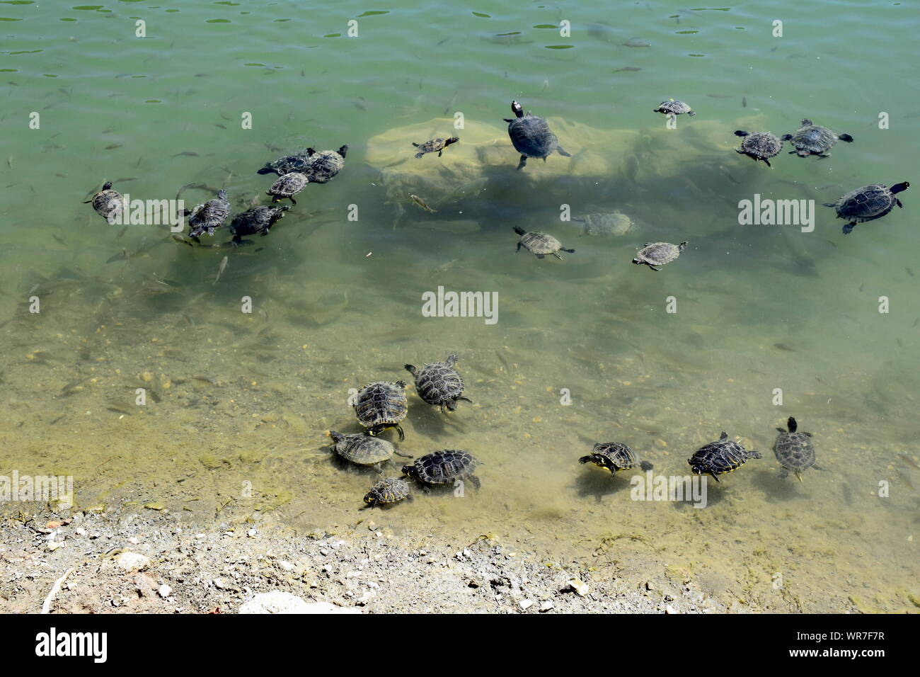 animal, trees, plants, landscape, turtle, lake, water Stock Photo - Alamy