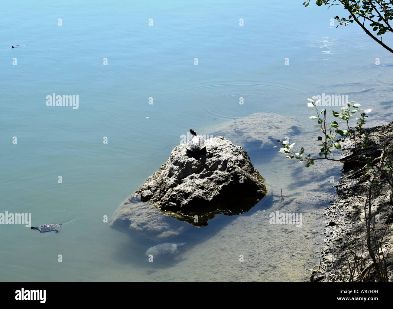 animal, trees, plants, landscape, turtle, lake, water Stock Photo - Alamy