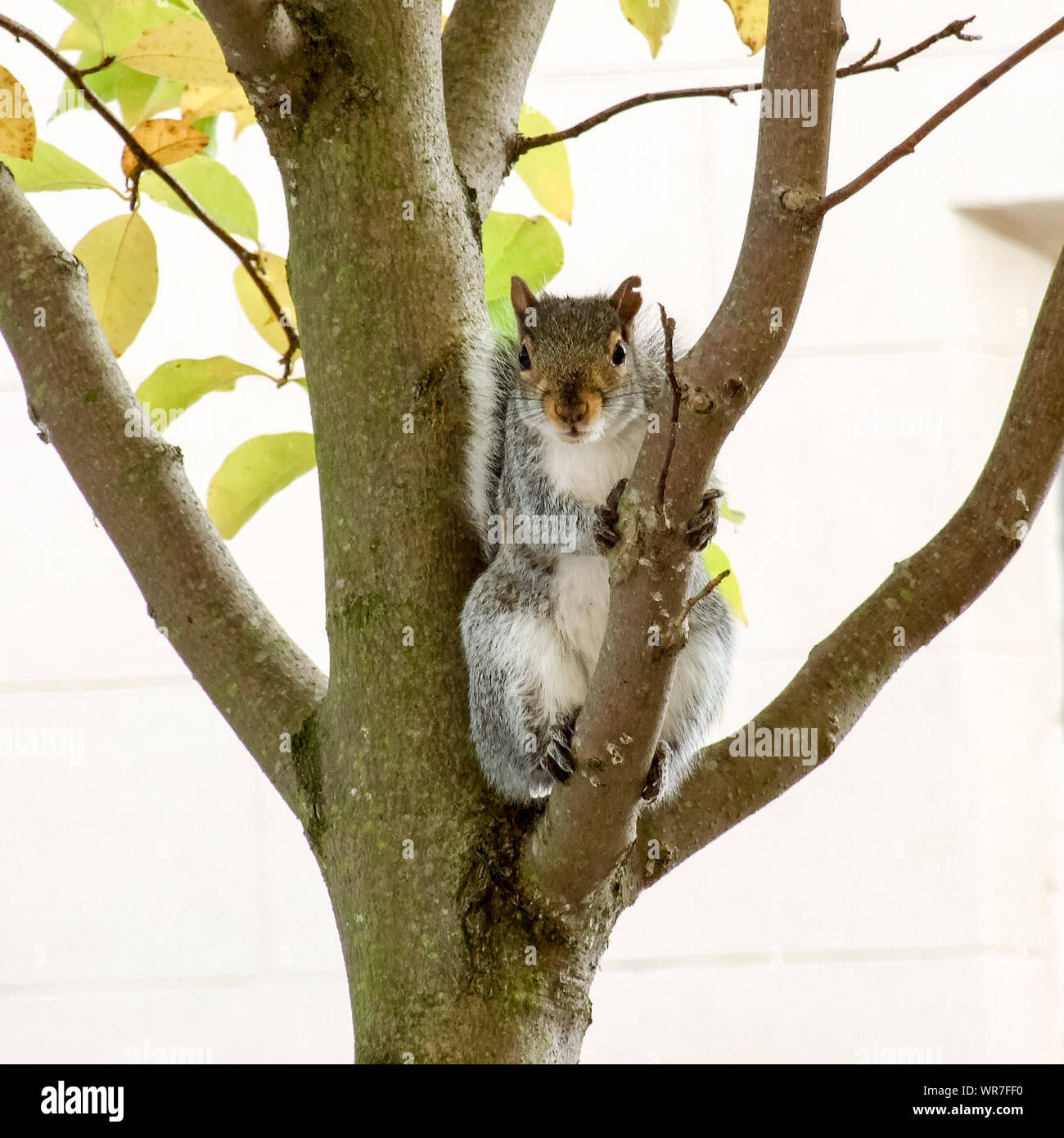 Grey Squirrel Tree High Resolution Stock Photography and Images - Alamy