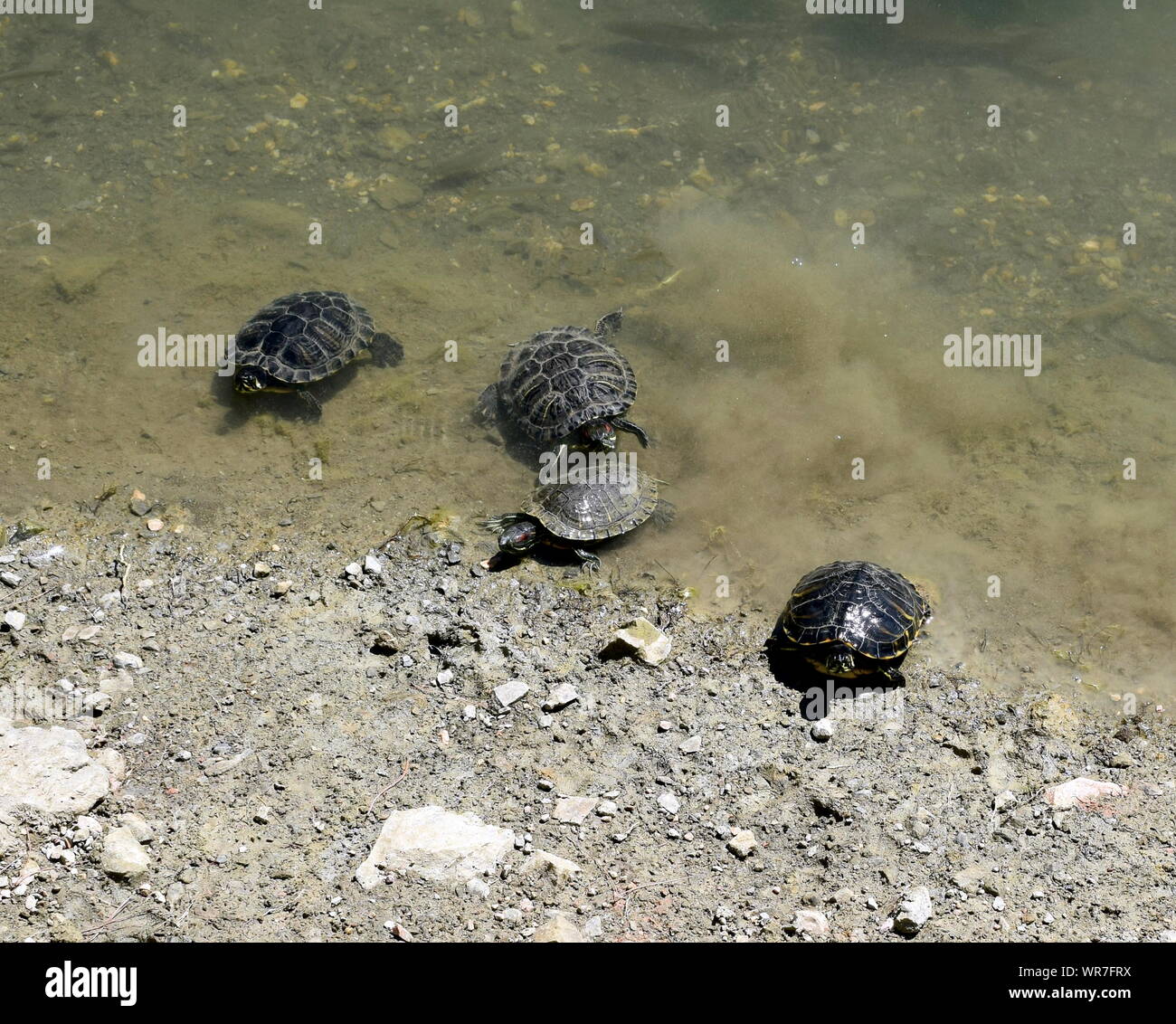 animal, trees, plants, landscape, turtle, lake, water Stock Photo - Alamy
