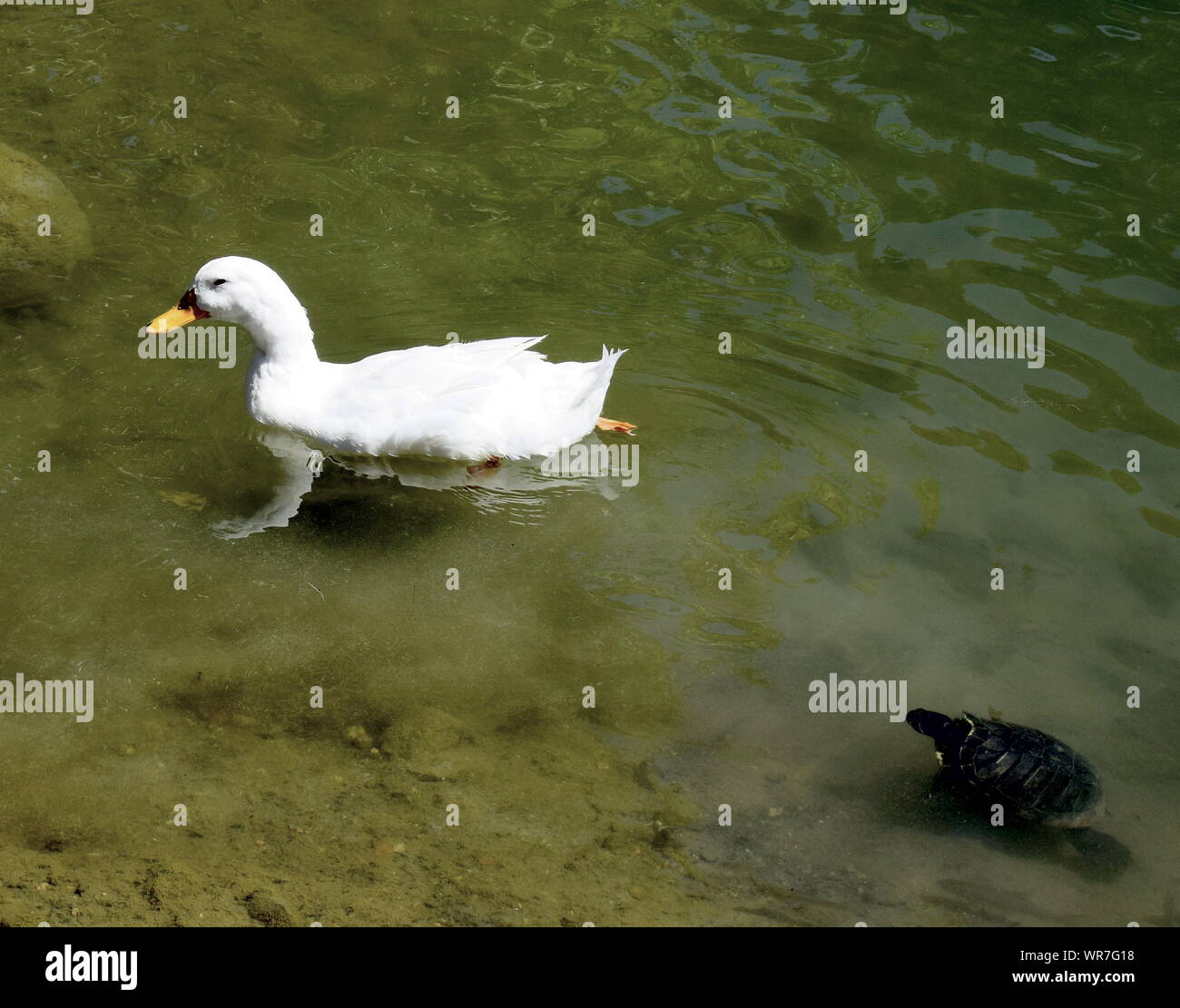 animal, trees, plants, landscape, turtle, lake, water Stock Photo - Alamy