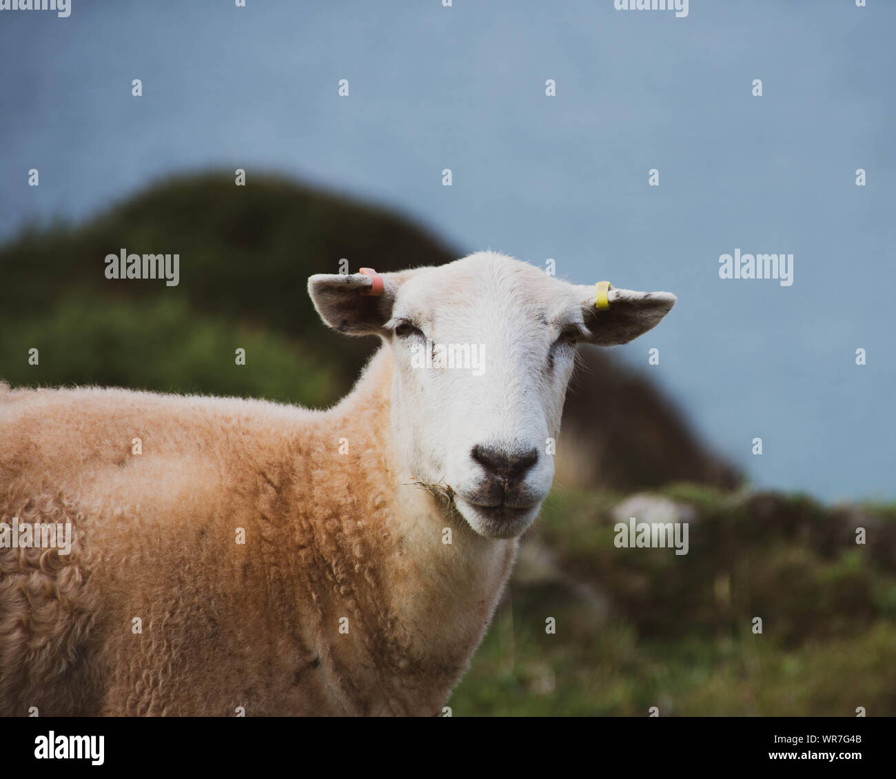Shawn the sheep hi-res stock photography and images - Alamy