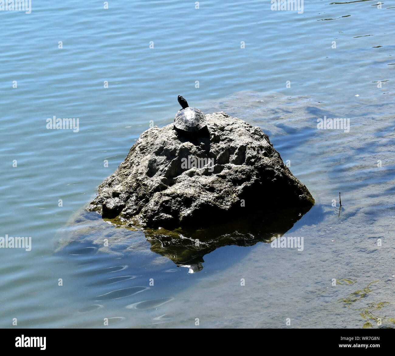 animal, trees, plants, landscape, turtle, lake, water Stock Photo - Alamy