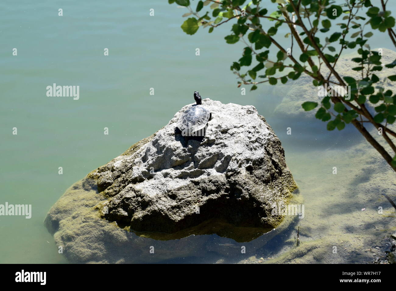 animal, trees, plants, landscape, turtle, lake, water Stock Photo - Alamy